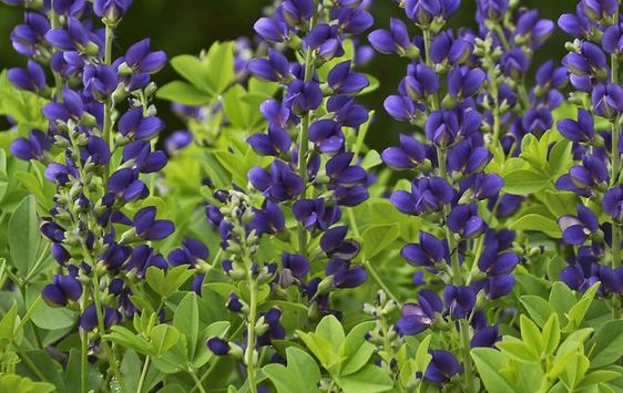 Embracing the Beauty of Native Gardening: Ornamental Plants of India - Green Hat Studio